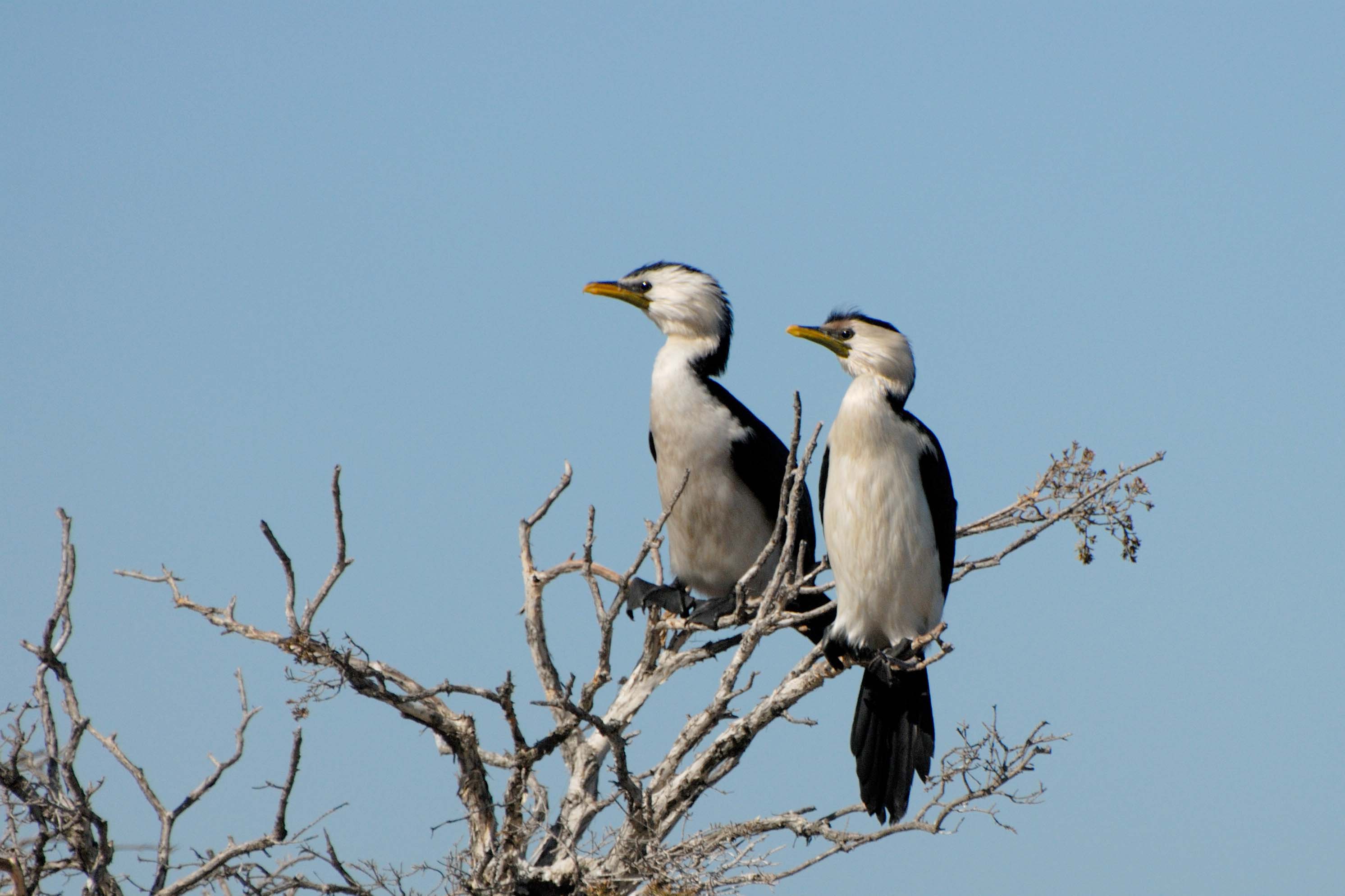 Wetlands Conservation Links | Wetlands Conservation Society of Western ...