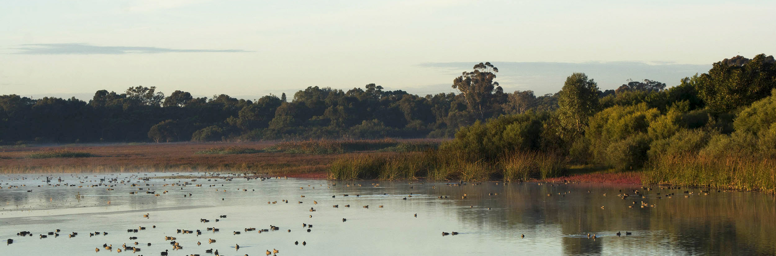 Wetlands Conservation Society of Western Australia Inc.