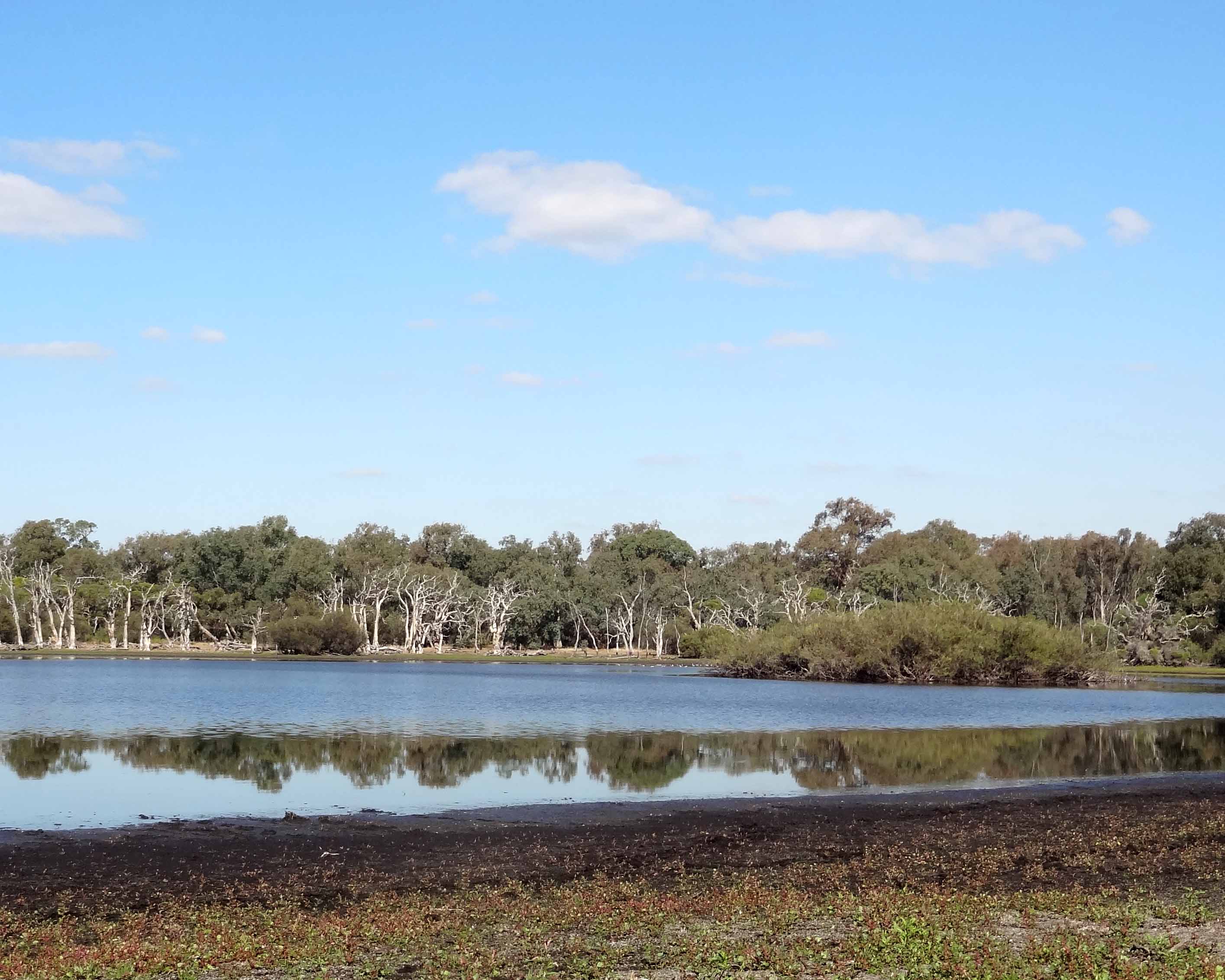 Publications | Wetlands Conservation Society of Western Australia Inc.