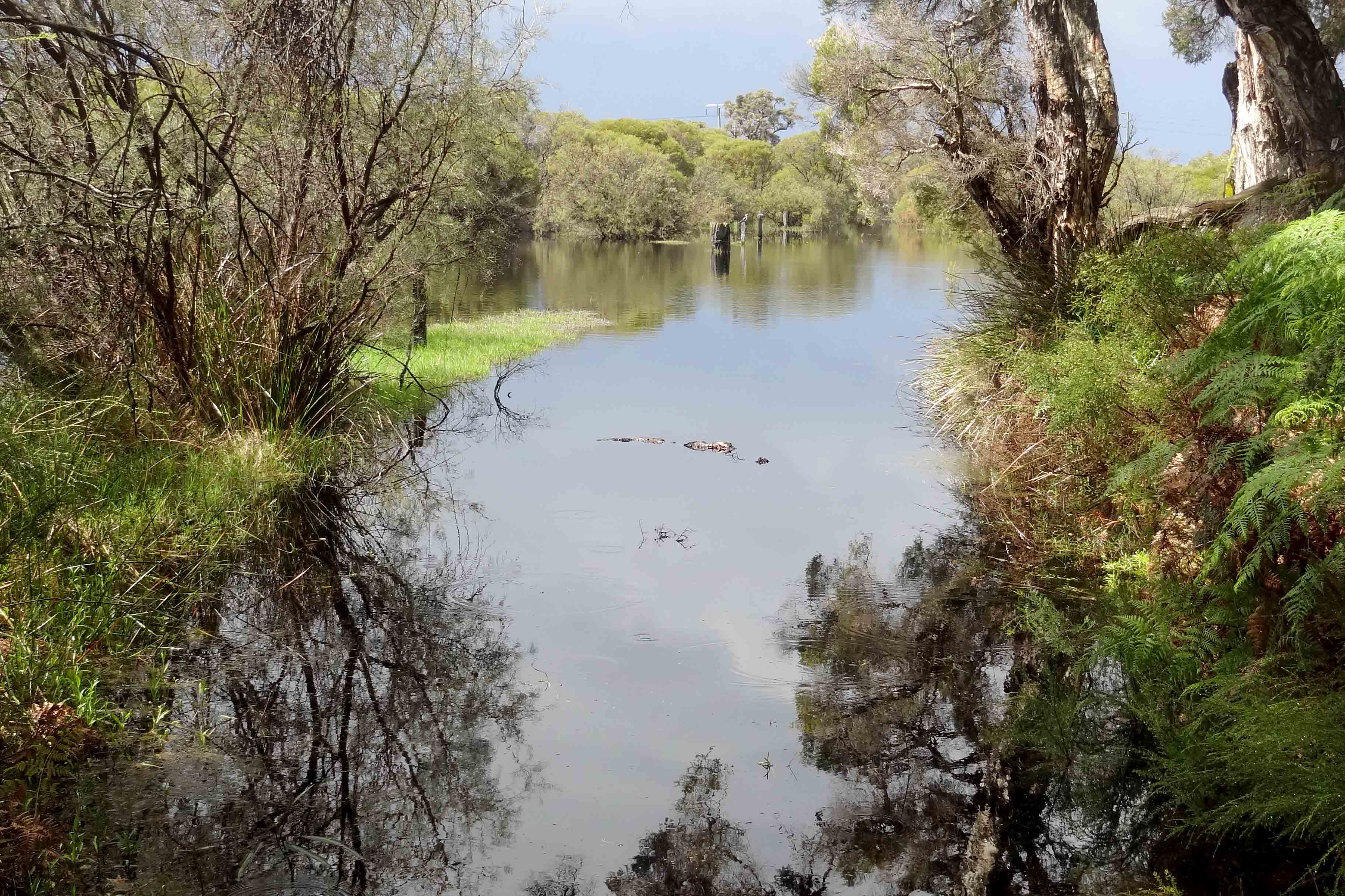 Publications | Wetlands Conservation Society of Western Australia Inc.